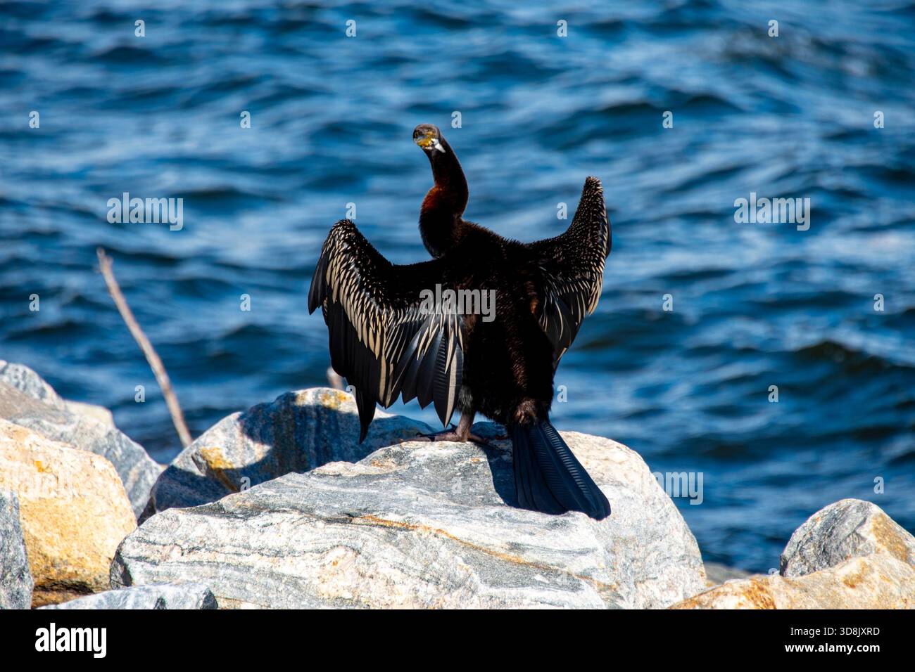 Little Black Cormorant in Perth - Australia Stock Photo - Alamy