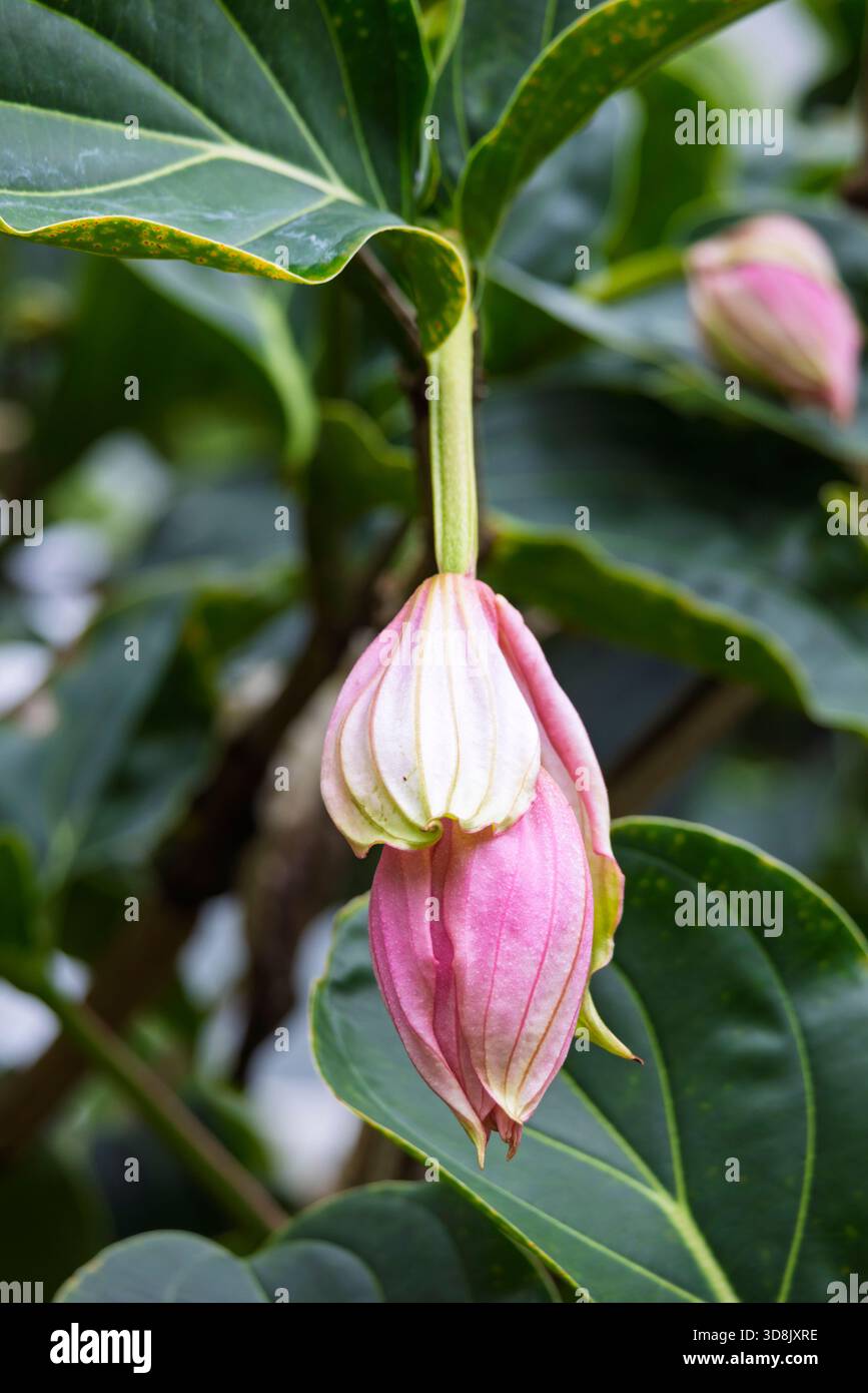 Rose Grape flower also known as Pink Letern plant (Medinilla magnifica ...