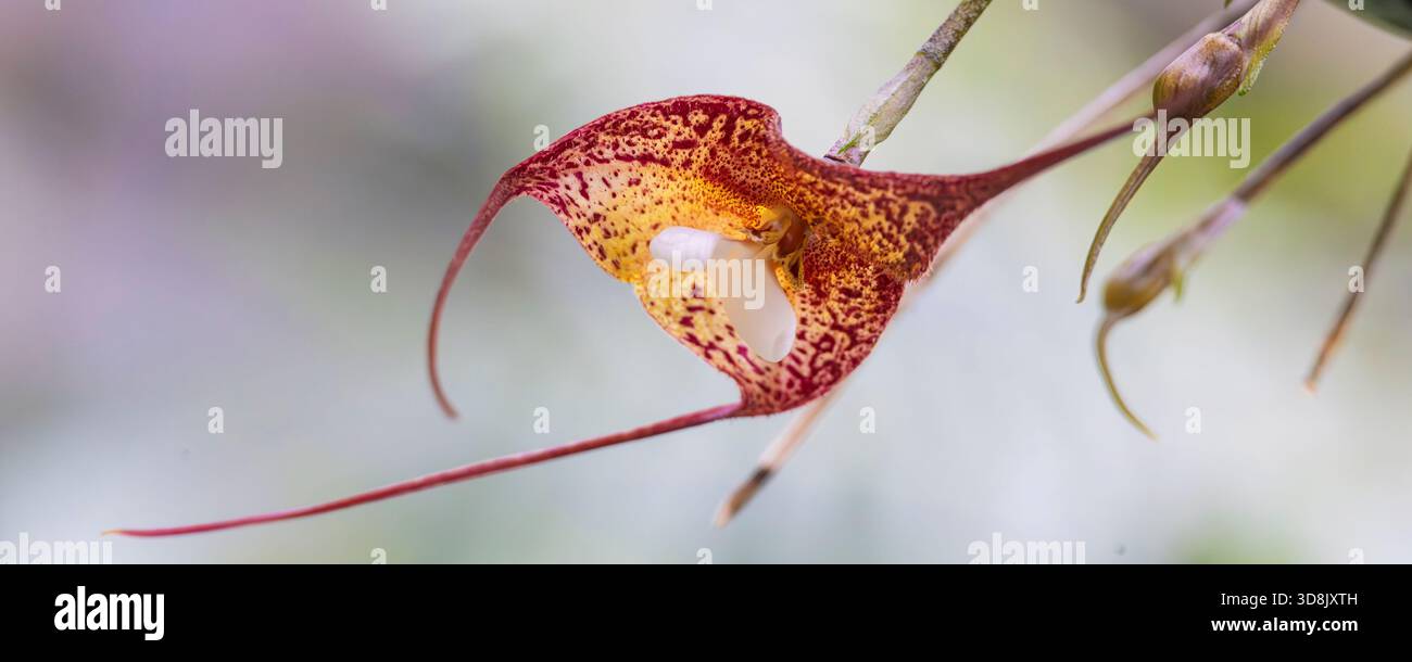 Exotic Dracula bella orchid flower species on light background Stock ...