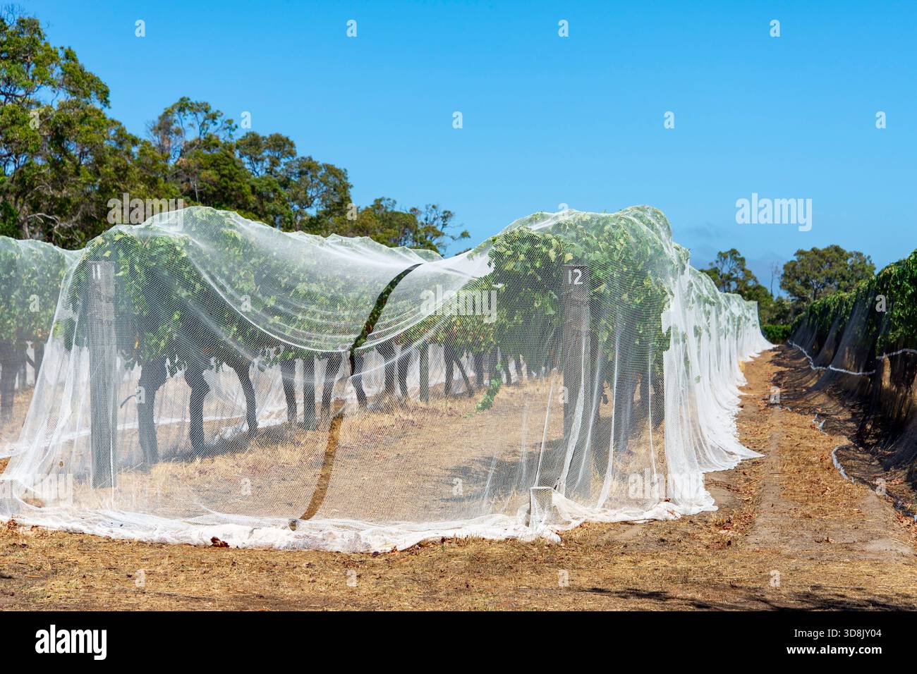Protective Bird Netting in Grape Vineyard Stock Photo - Alamy