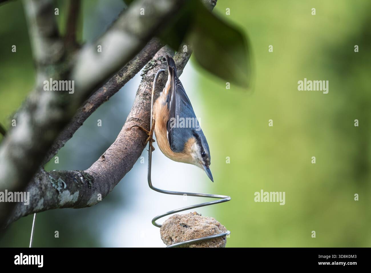 Nuthatch bird (Sitta europaea) on a bird feeder hanging from a tree in ...
