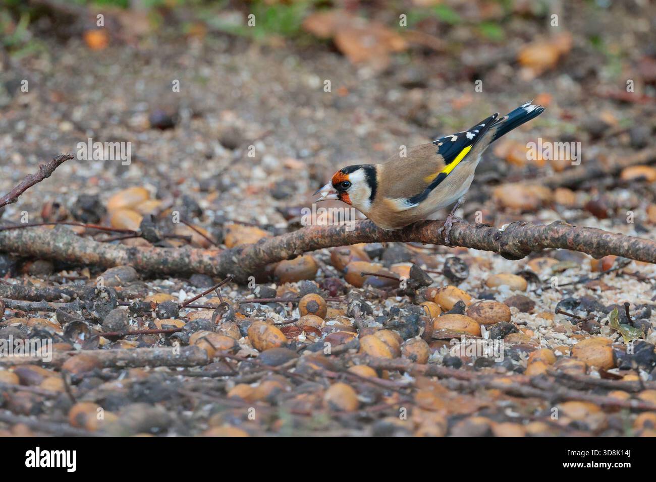 Black cap and sides of nape neck hi-res stock photography and images ...