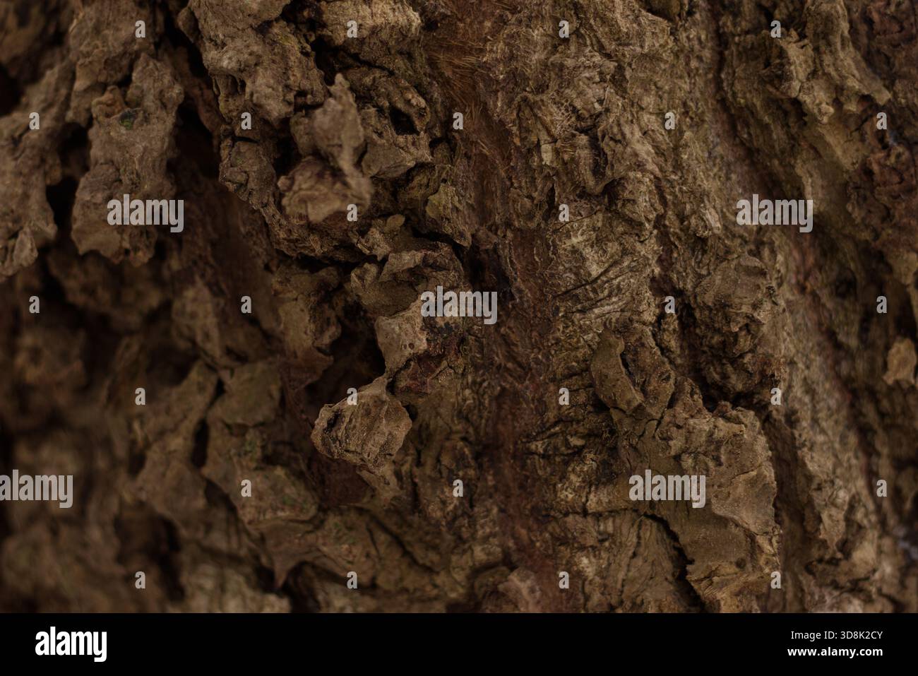Detailed tree structure hi-res stock photography and images - Alamy