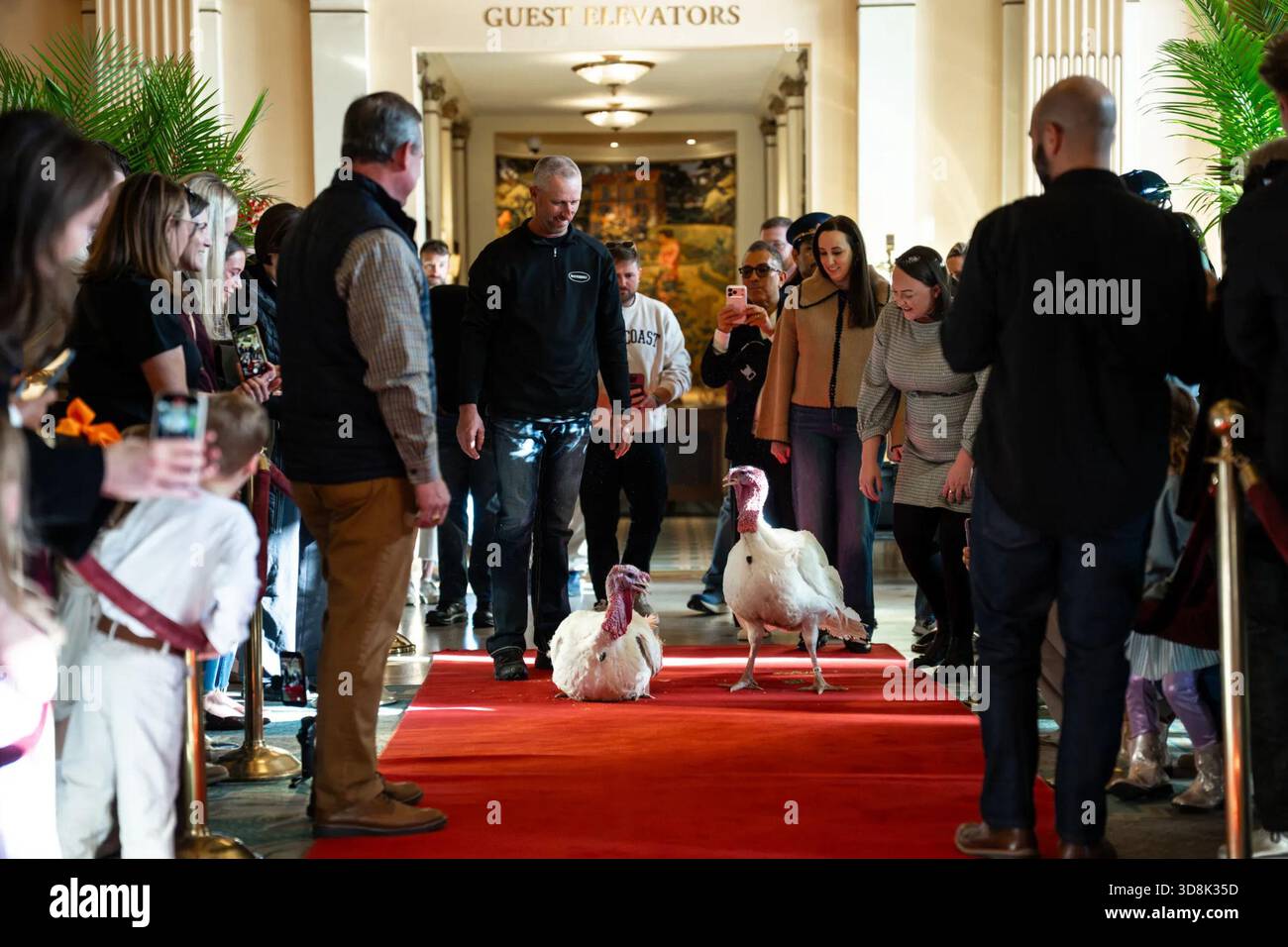 Gobble and Waddle, the National Thanksgiving Turkeys for 2025, arrive ...
