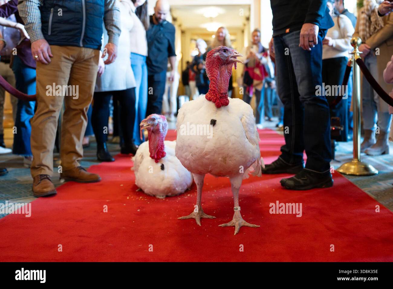 Gobble and Waddle, the National Thanksgiving Turkeys for 2025, arrive ...