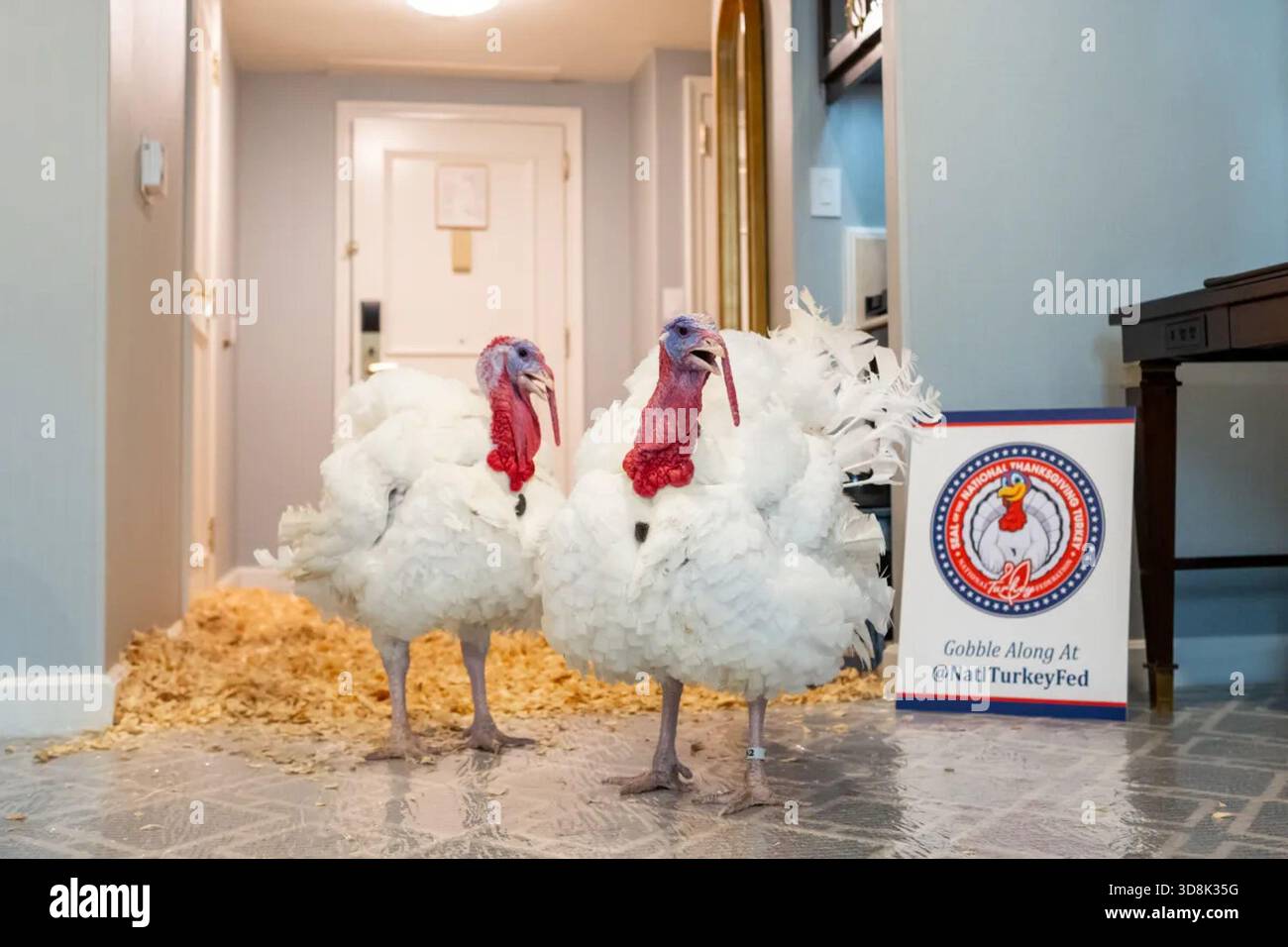 Two National Thanksgiving turkeys named Gobble and Waddle stand in a ...