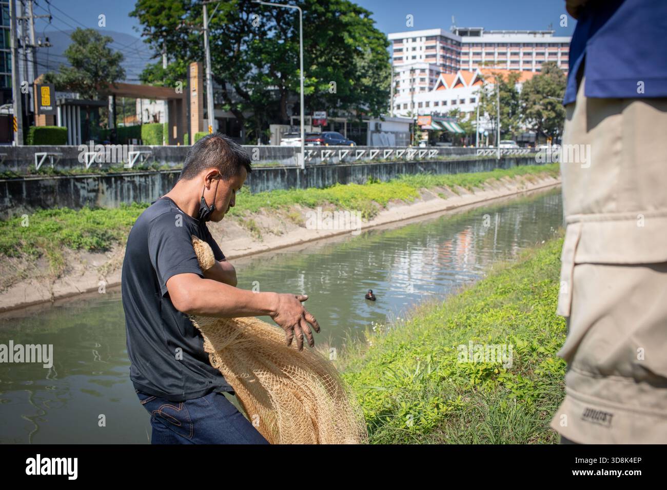 Rescue team prepare the net to catch a Black Swan on a canal in central ...