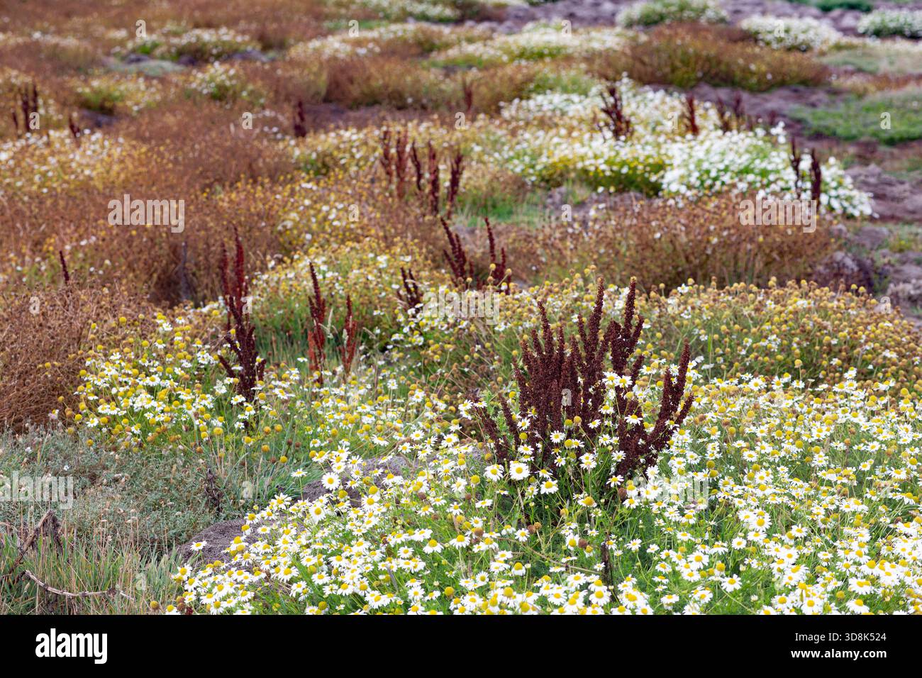 France, Ouessant Island, 29, flowering moor in the south Stock Photo ...