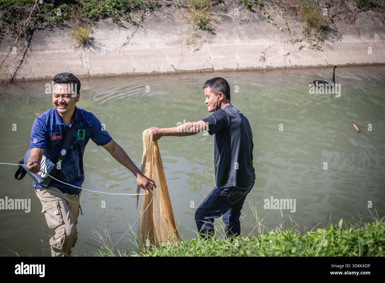 Rescue team prepare the net to catch a Black Swan on a canal in central ...