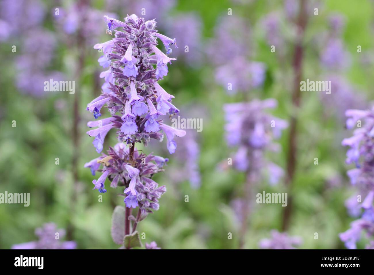 Nepeta. Catmint. Nepeta grandiflora 'Bramdean' catmint, herbaceous ...