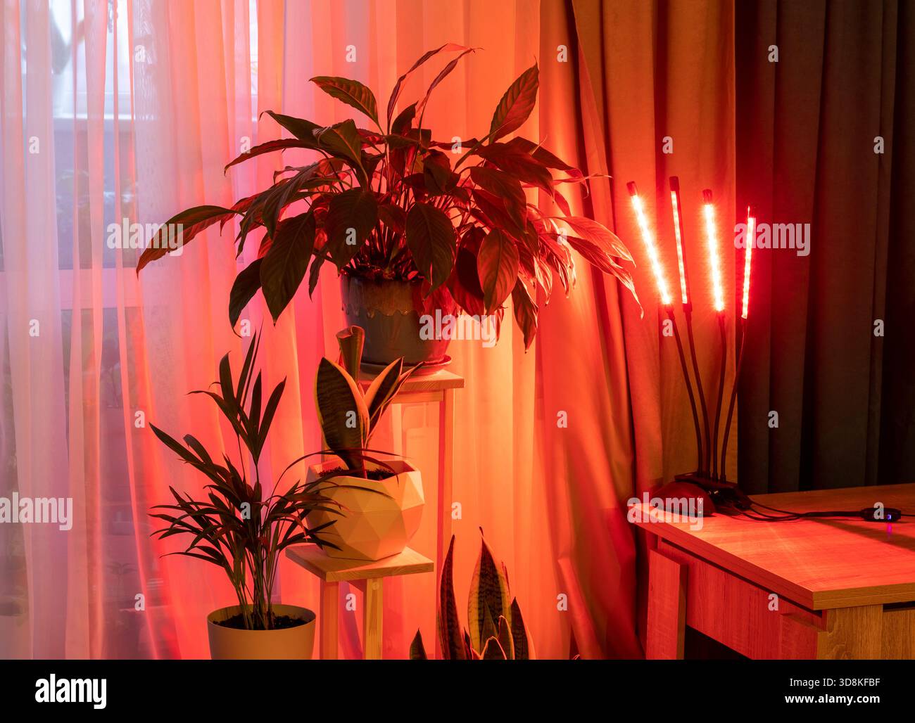 an indoor setup using an LED grow light to help houseplants grow Stock ...