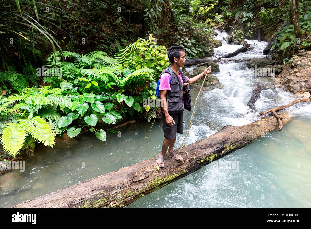 Local guide crossing the river on a tree trunk in the tropical ...
