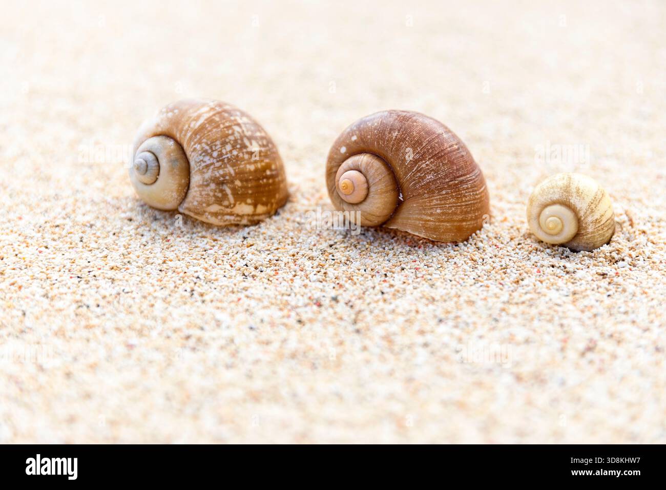Closeup of sea snail shell on white sand on the beach, Sumba island ...