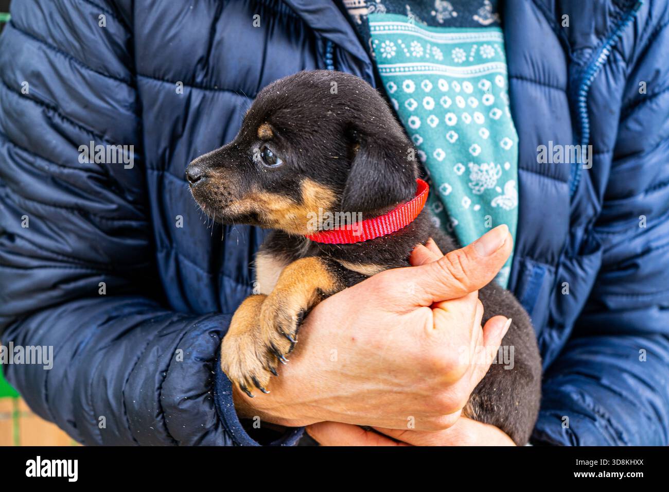 Puppy little dog in hands Black animal pet Stock Photo - Alamy