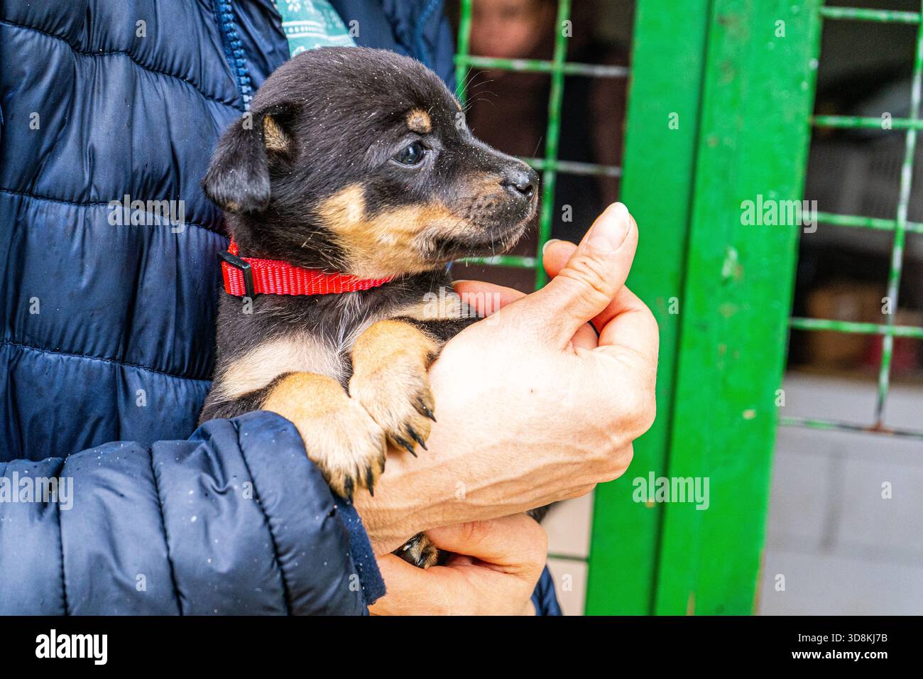 Puppy little dog in hands Black animal pet Stock Photo - Alamy
