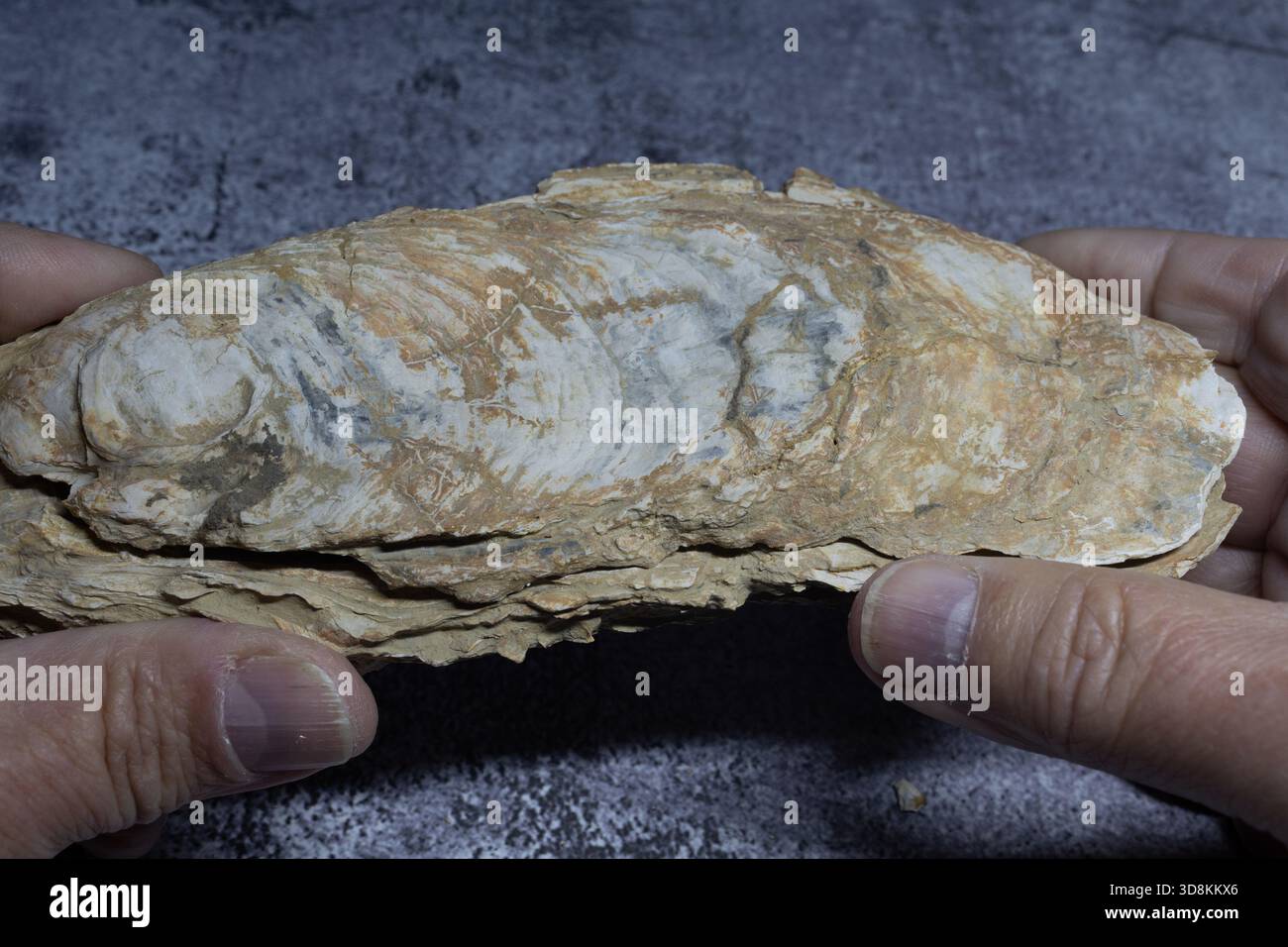Fossilized giant oyster from the prehistoric times of the ancient sea ...