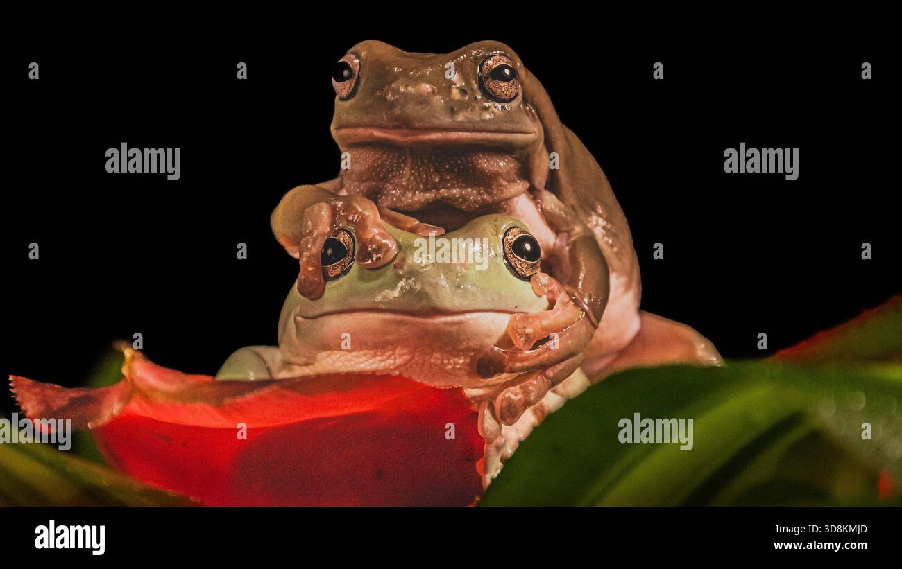 Silhouetted frogs hi-res stock photography and images - Alamy