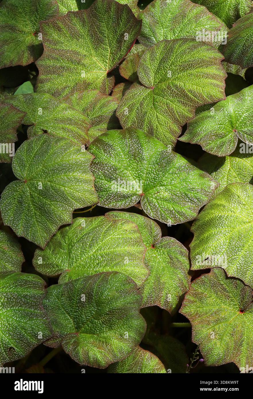 Begonia 'Boomer', Begoniaceae. Hybrid originating from Brazil, South ...