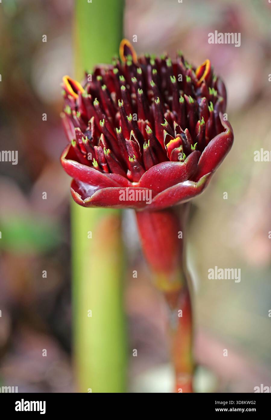 Helani Tulip Ginger, Black Tulip, or Black Torch, Etlingera ...