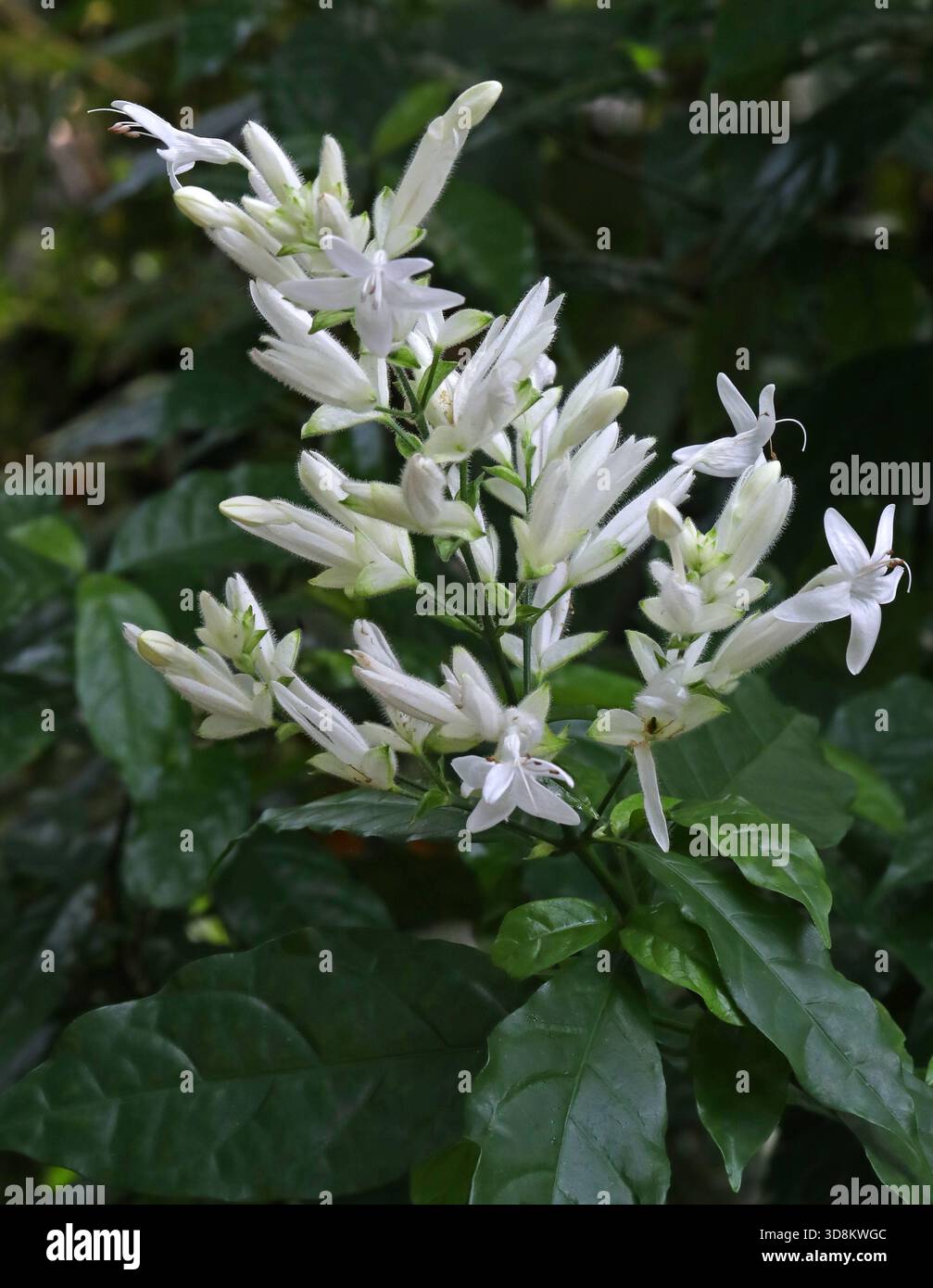 Whitfieldia hi-res stock photography and images - Alamy
