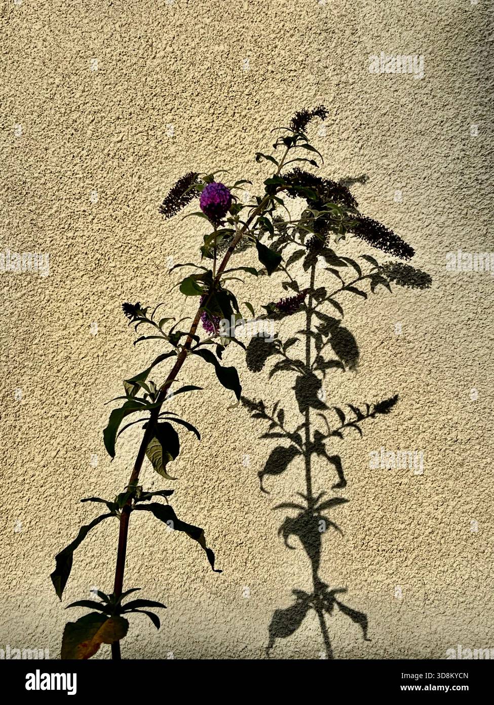 Buddleja garden summer hi-res stock photography and images - Alamy