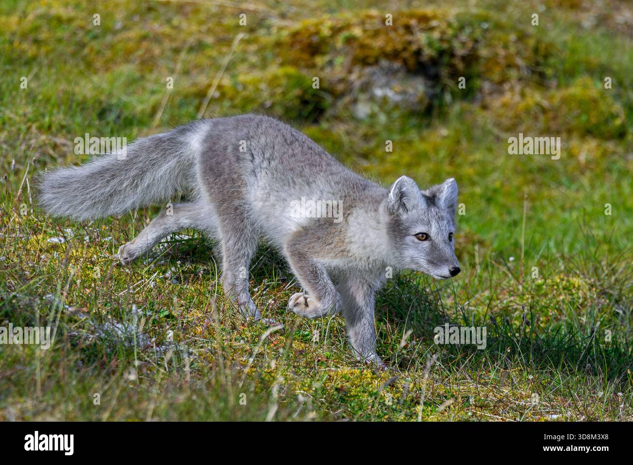 Norway arctic fox hi-res stock photography and images - Alamy