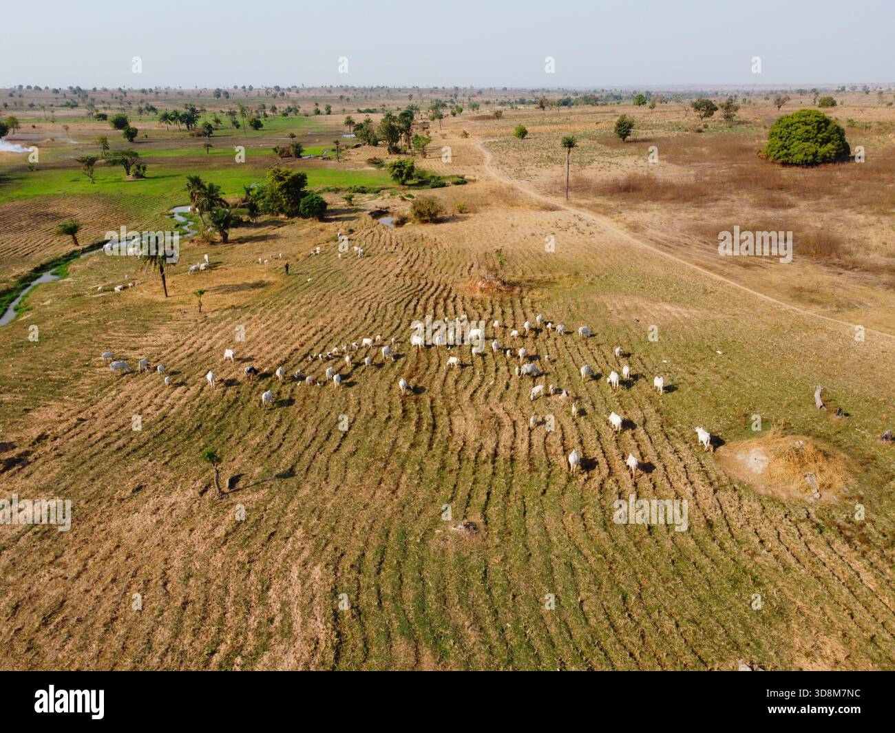 Aerial view of cattle clustered on the patterned grasses, with a ...