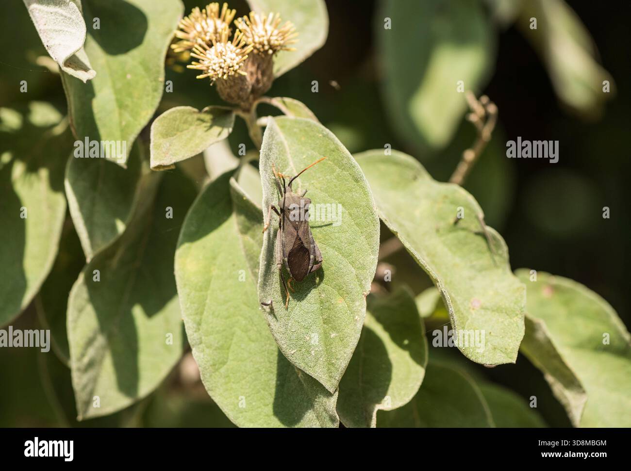 Mozena hi-res stock photography and images - Alamy