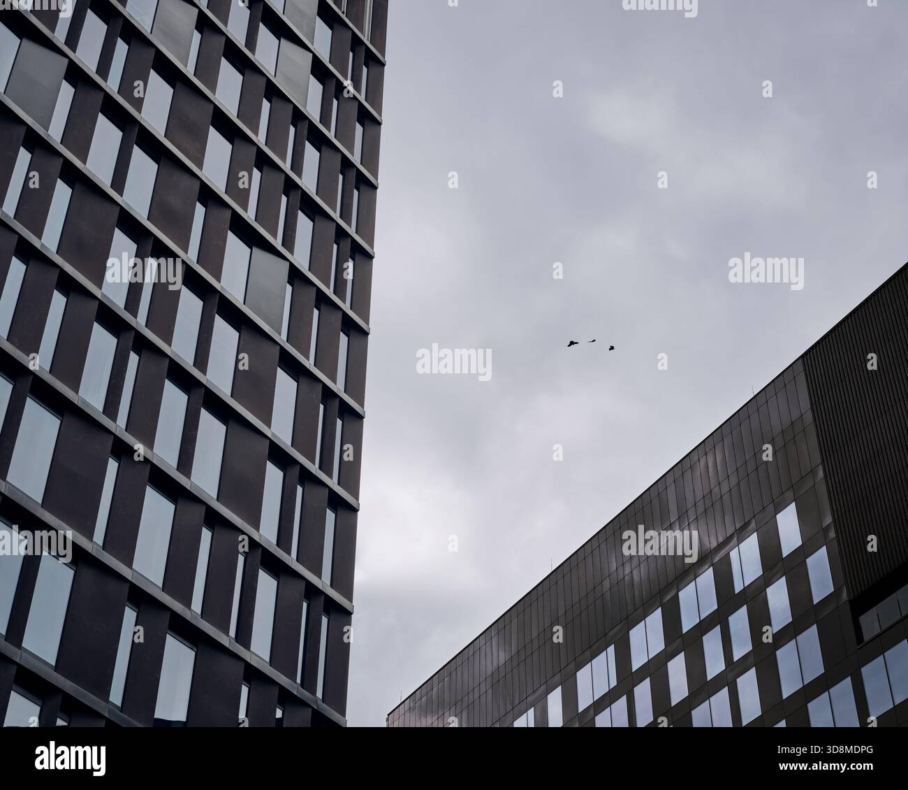 Modern office buildings with glass facades and flying birds under ...