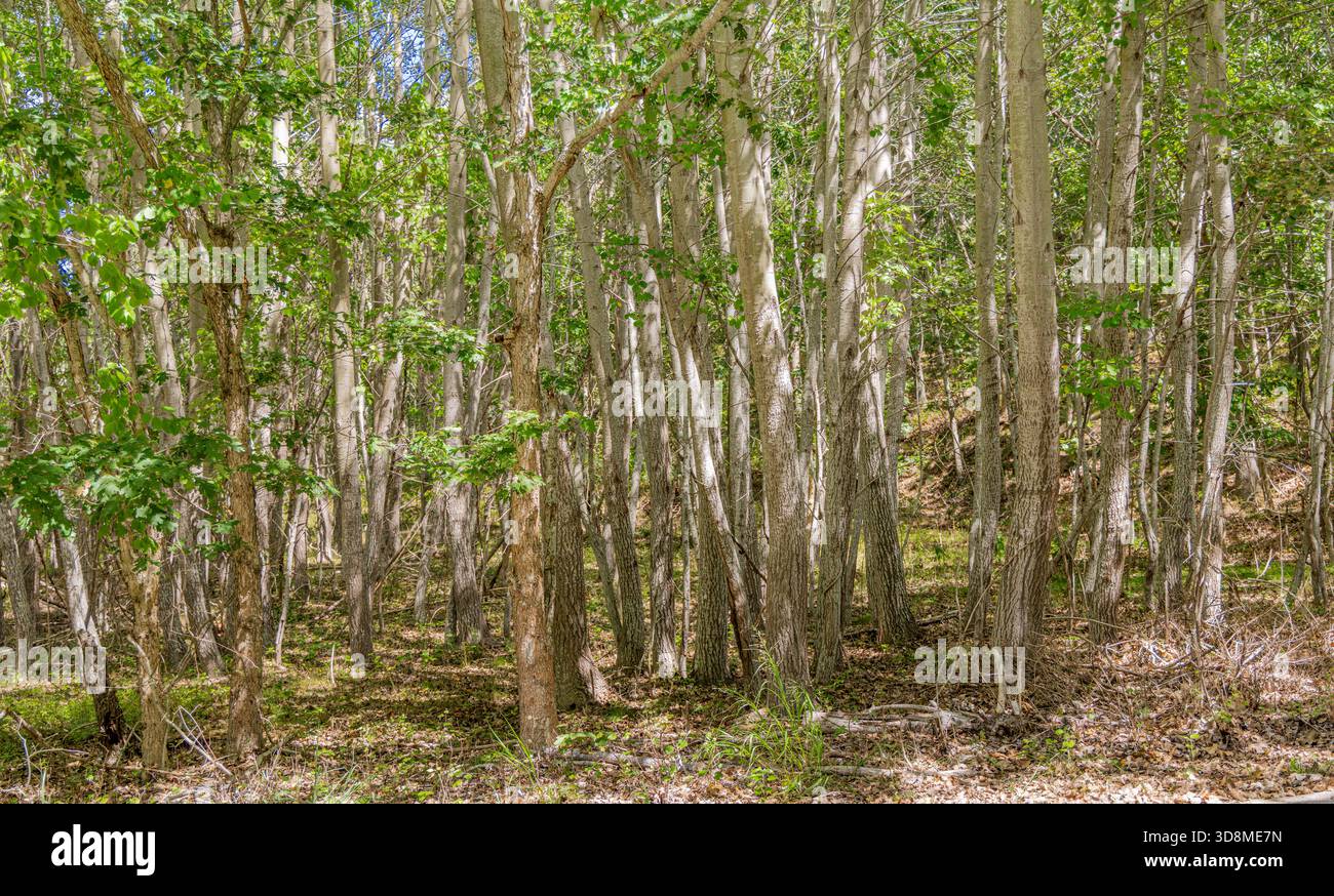 an area of edward vincent ecker sr county park full of trees Stock ...