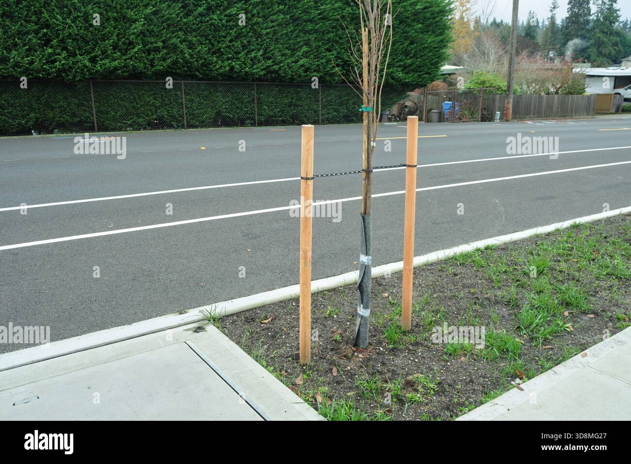 Young tree with a tree protection tube hi-res stock photography and ...