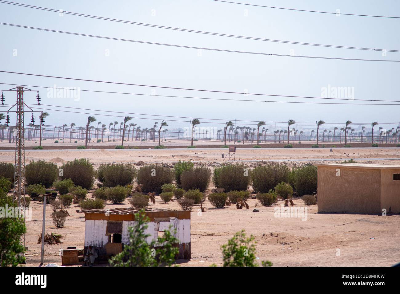 Wind bent palm trees hi-res stock photography and images - Alamy
