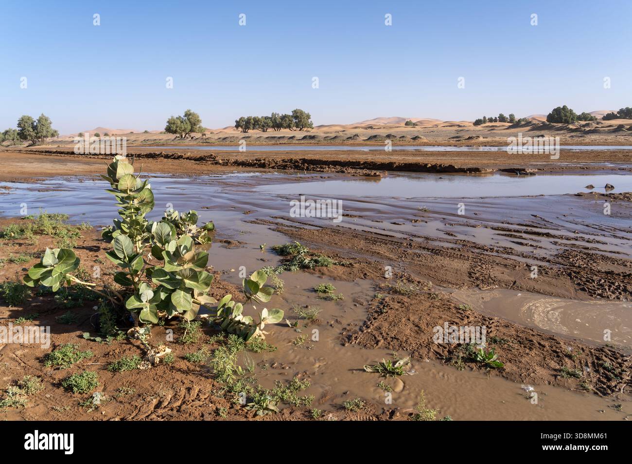Sahara morocco october 2024 hi-res stock photography and images - Alamy