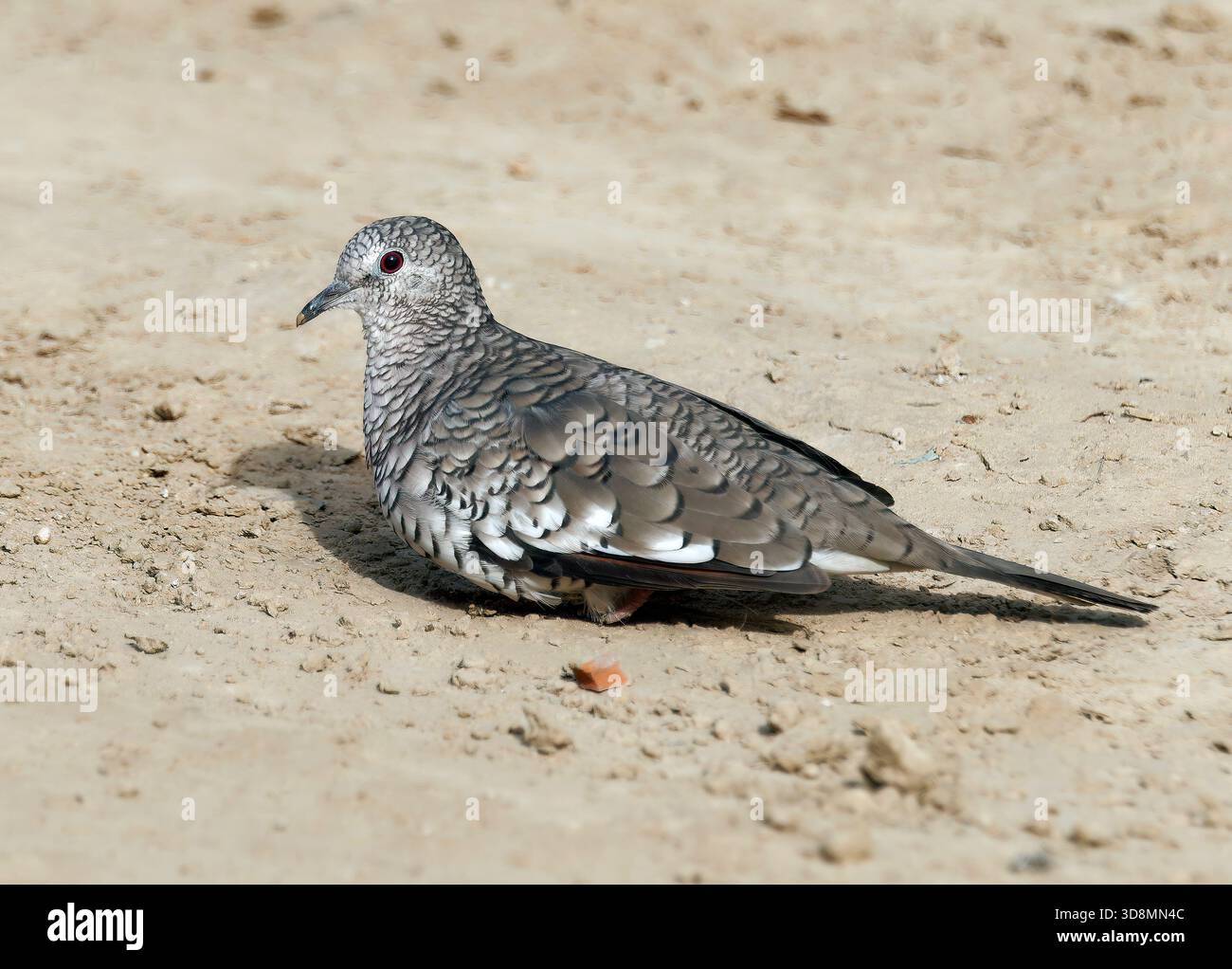 scaled dove, Schuppentäubchen, Colombe écaillée, Columbina squammata ...