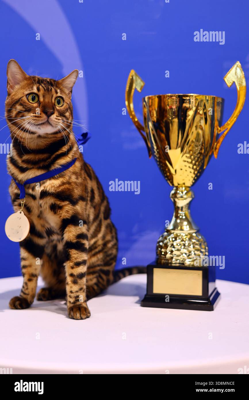 Award winning animal hi-res stock photography and images - Alamy