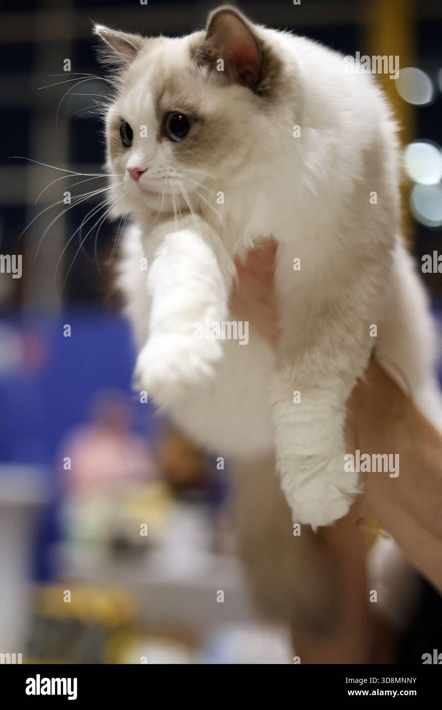 Portrait white ragdoll cat hi-res stock photography and images - Alamy
