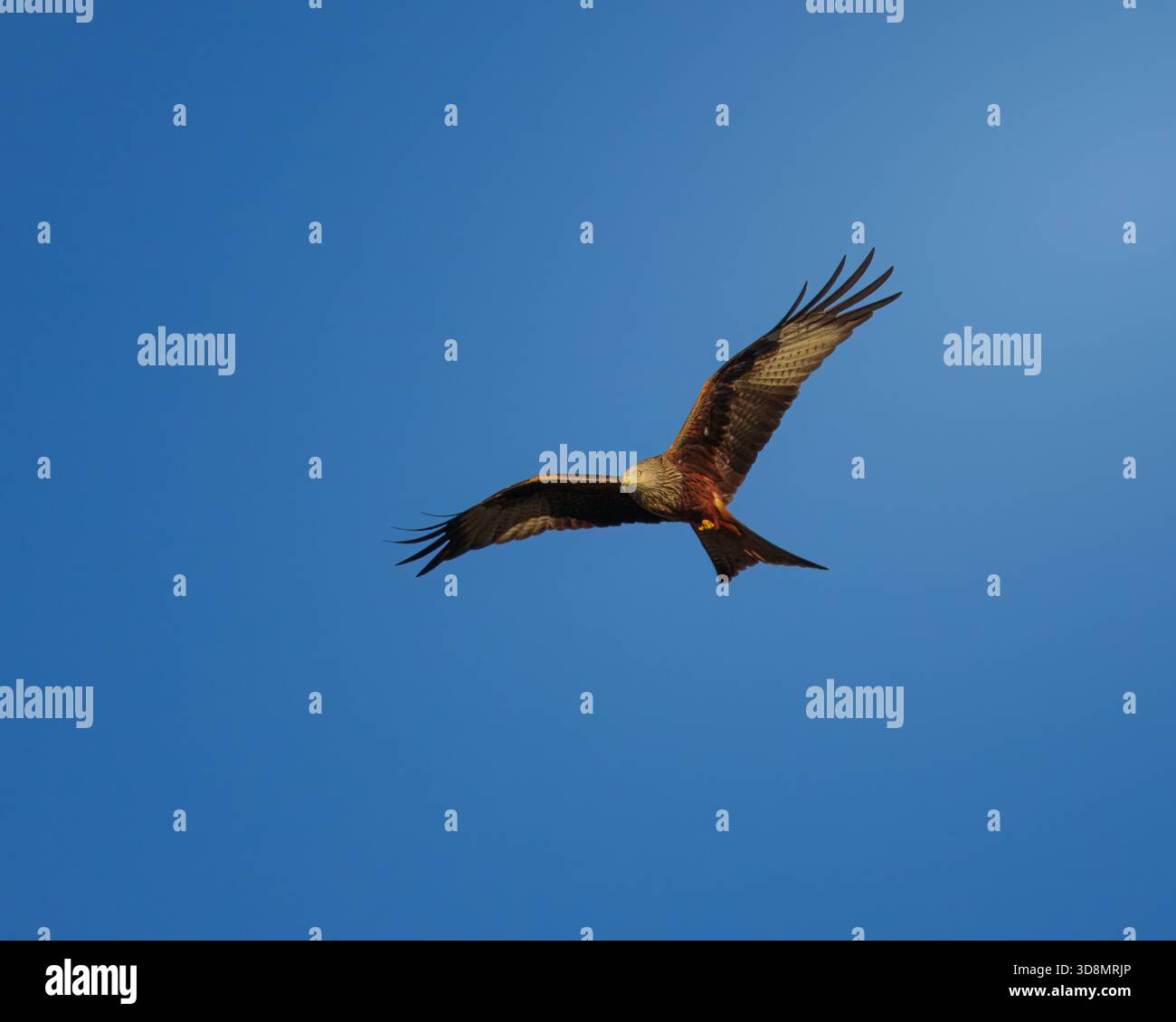 Red Kites, Milvus milvus, hunting in the last rays of a setting Winter ...