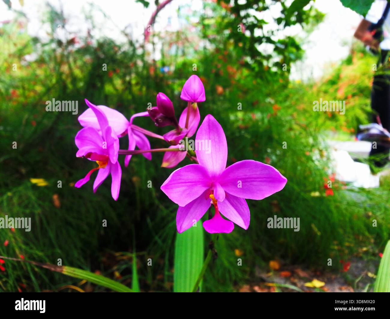 Close up footage soft purple hi-res stock photography and images - Alamy