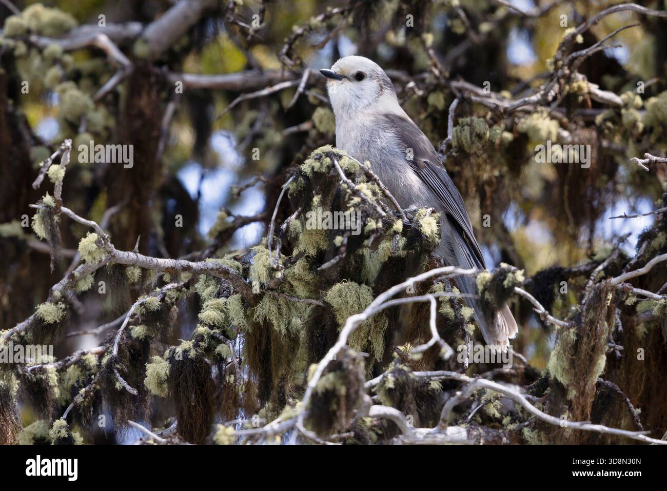 Jay and rabbit hi-res stock photography and images - Alamy