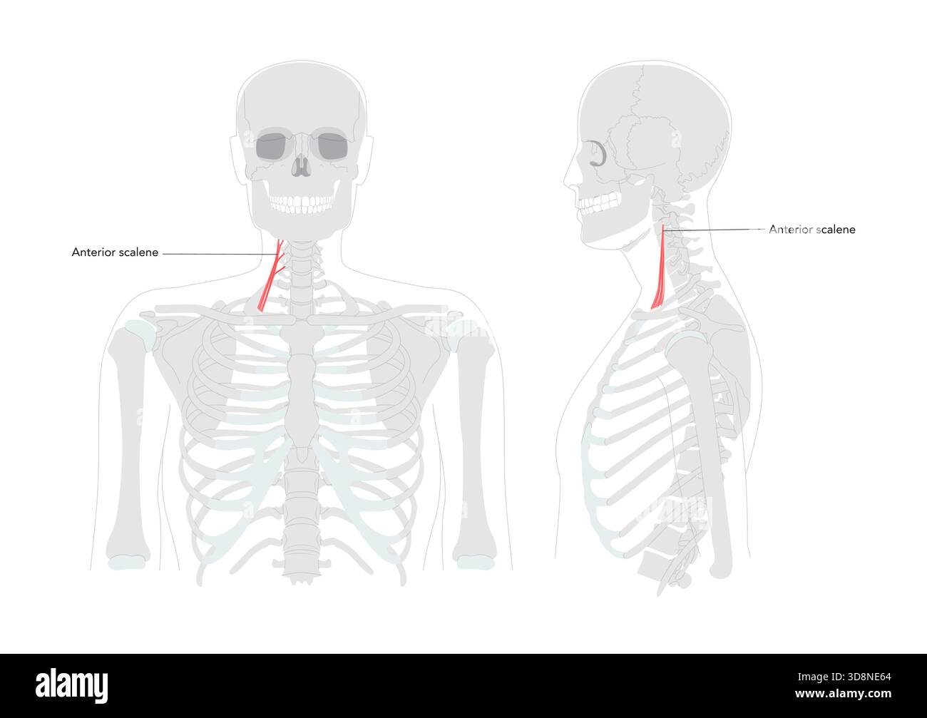 Lateral flexion Stock Vector Images - Alamy