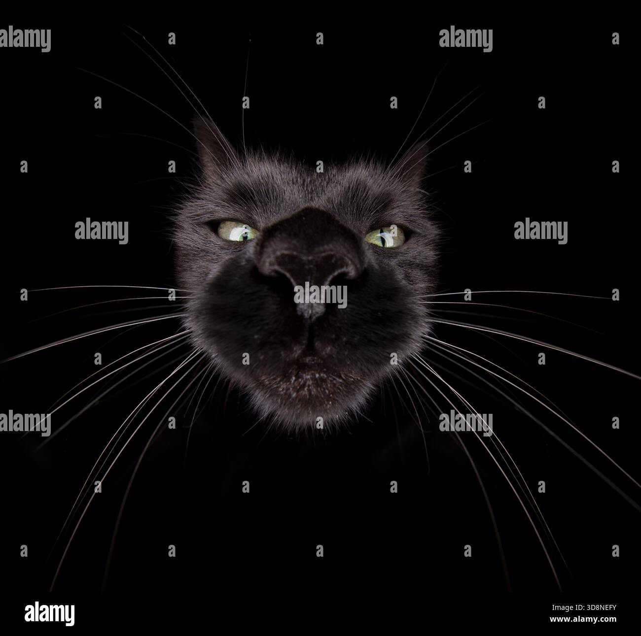 Wide angle shot cat hi-res stock photography and images - Alamy