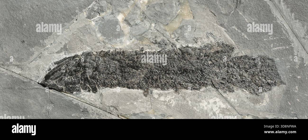 Coelacanth (Gyroptychius sp.), rock, remains of fossil fish with ...