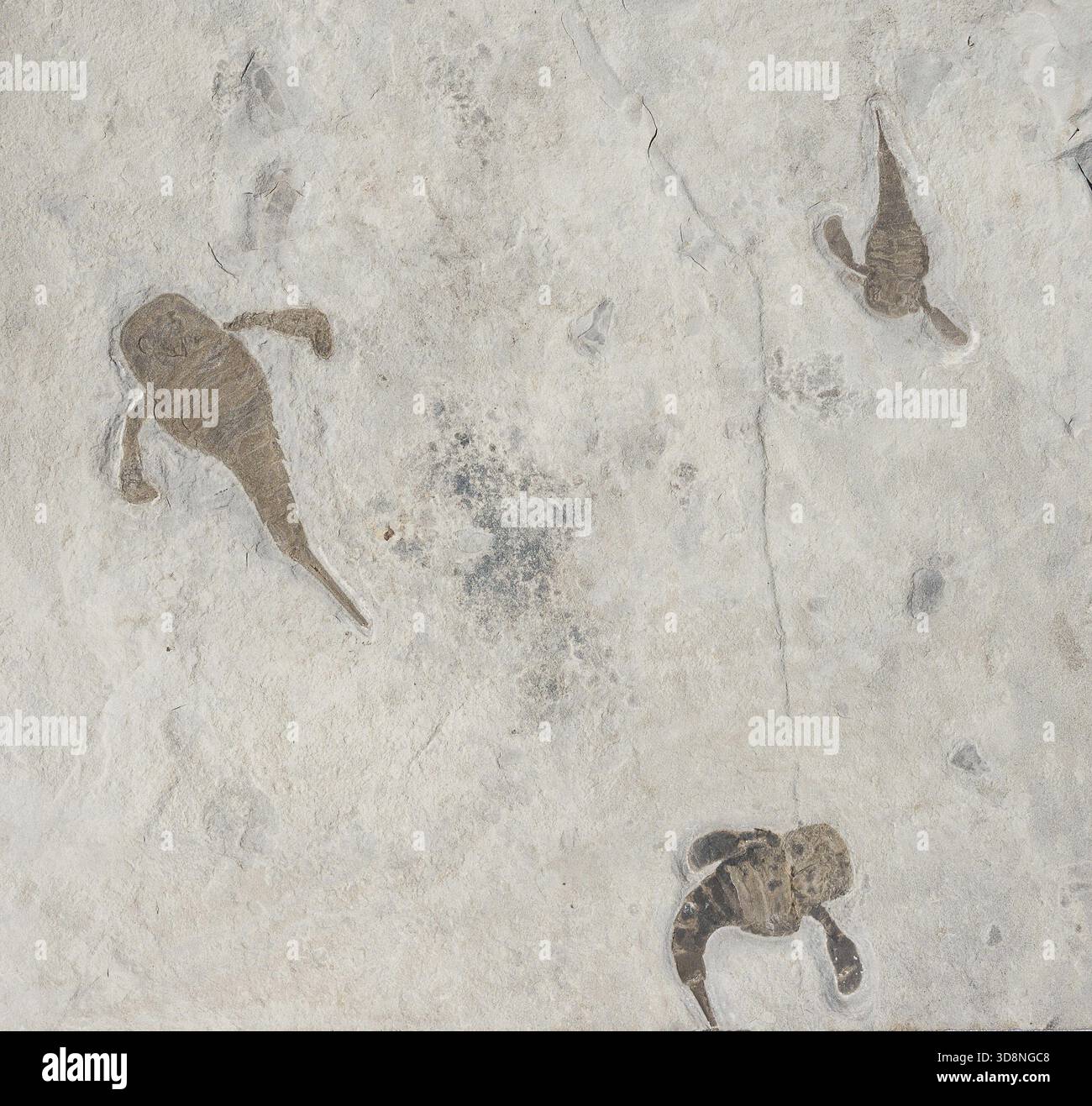 Sea scorpions, giant scorpions, three animals on a plate, fossils, sea ...