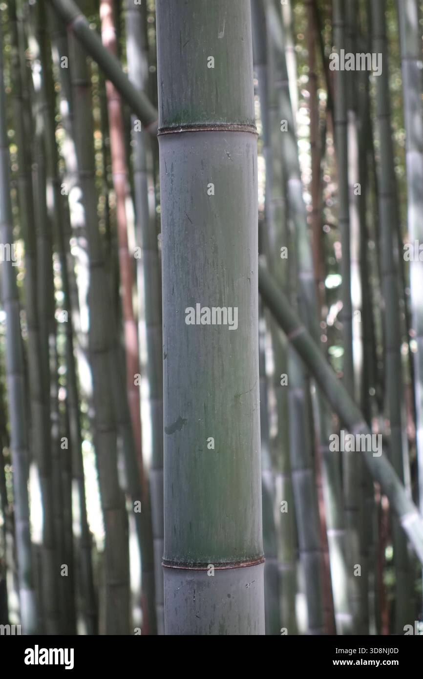 bamboo plants, evergreen perennial flowering plants of the grass family ...