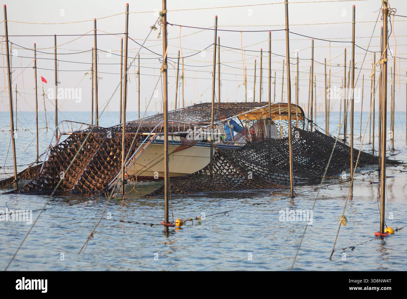 Farmed seaweed for is harvested at a nori farm off the coast of ...