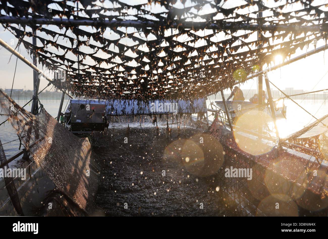 Farmed seaweed for is harvested at a nori farm off the coast of ...