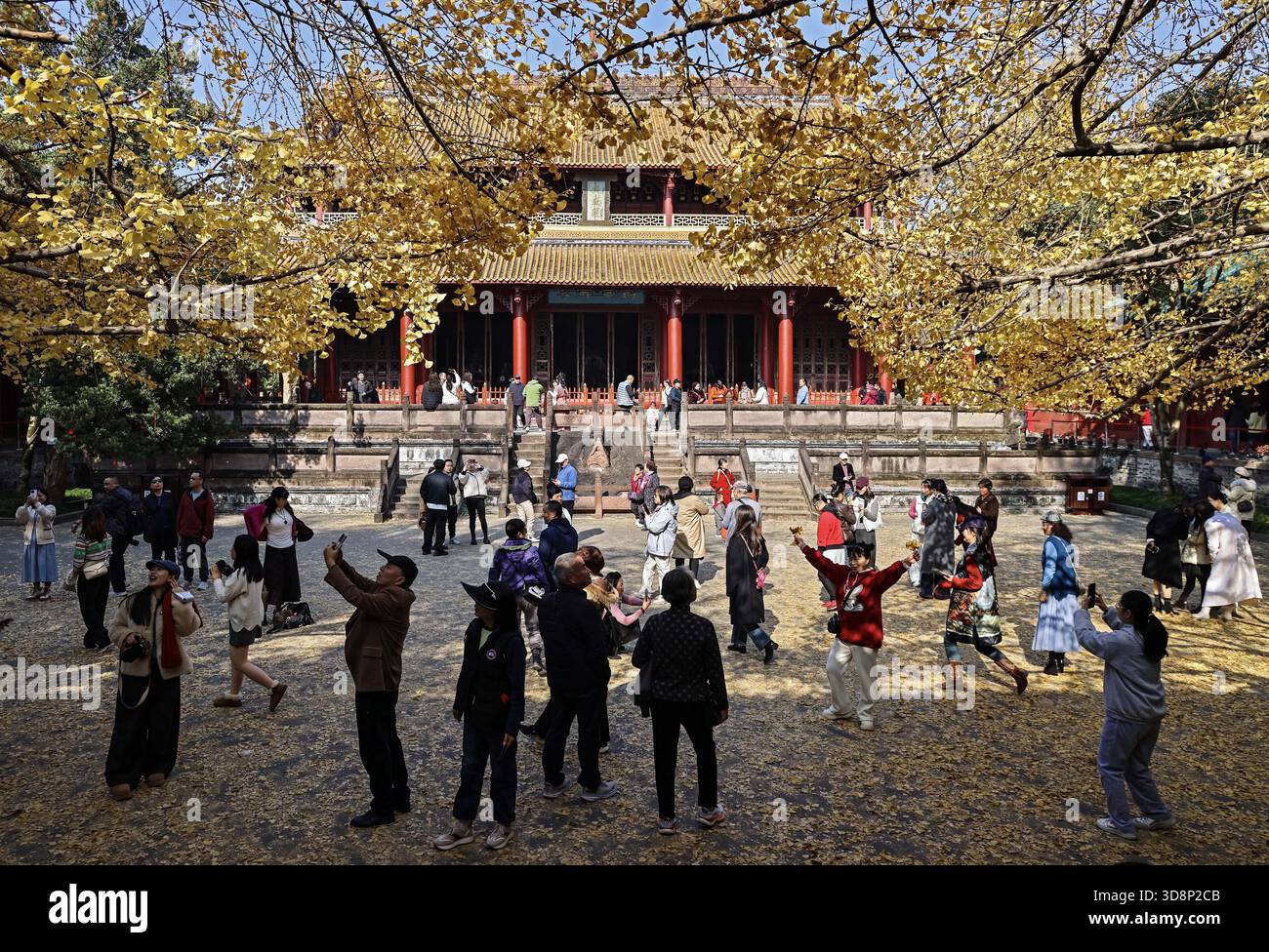 **CHINESE MAINLAND, HONG KONG, MACAU AND TAIWAN OUT** Ginkgo trees at ...