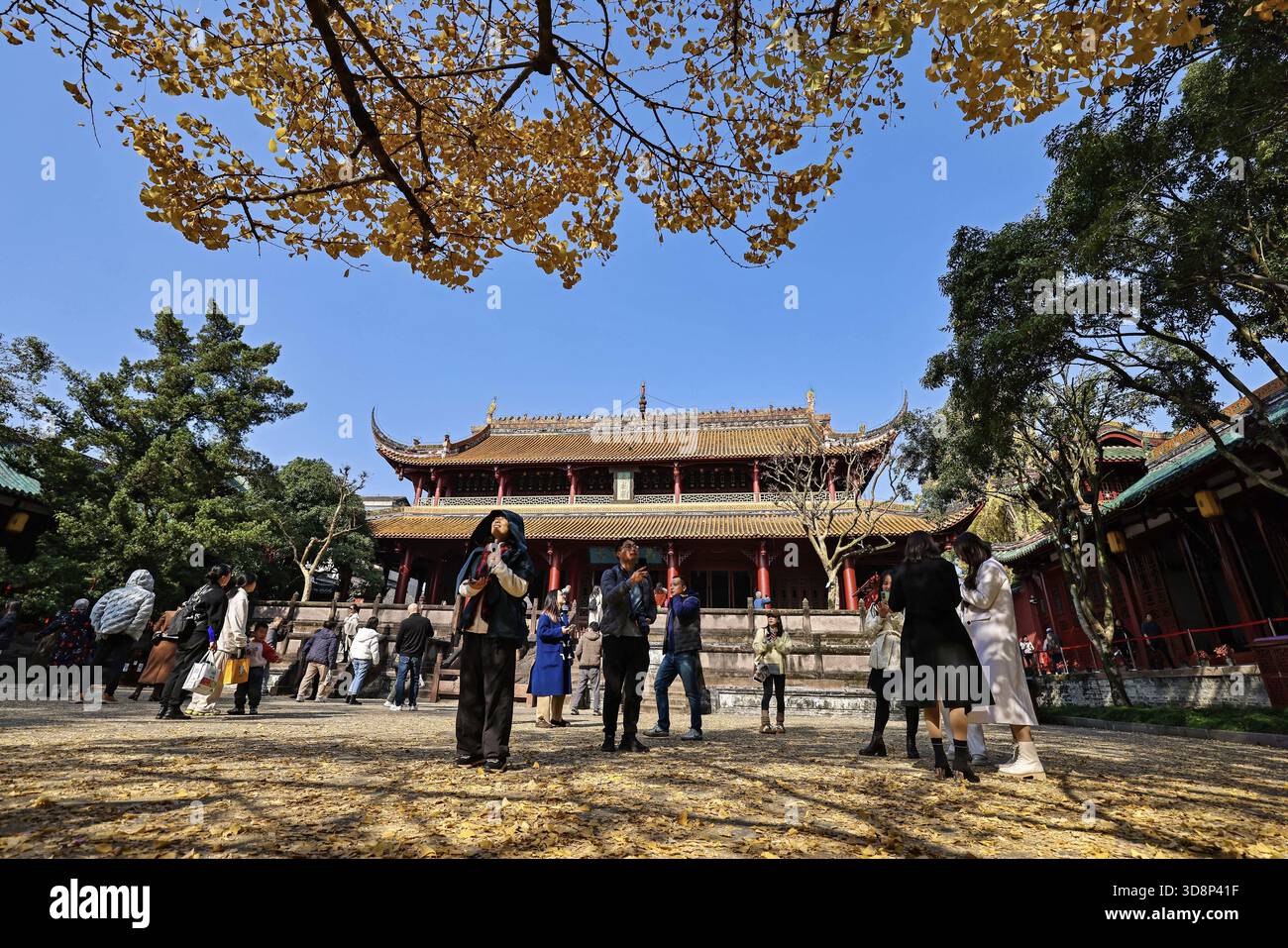 **CHINESE MAINLAND, HONG KONG, MACAU AND TAIWAN OUT** Ginkgo trees at ...