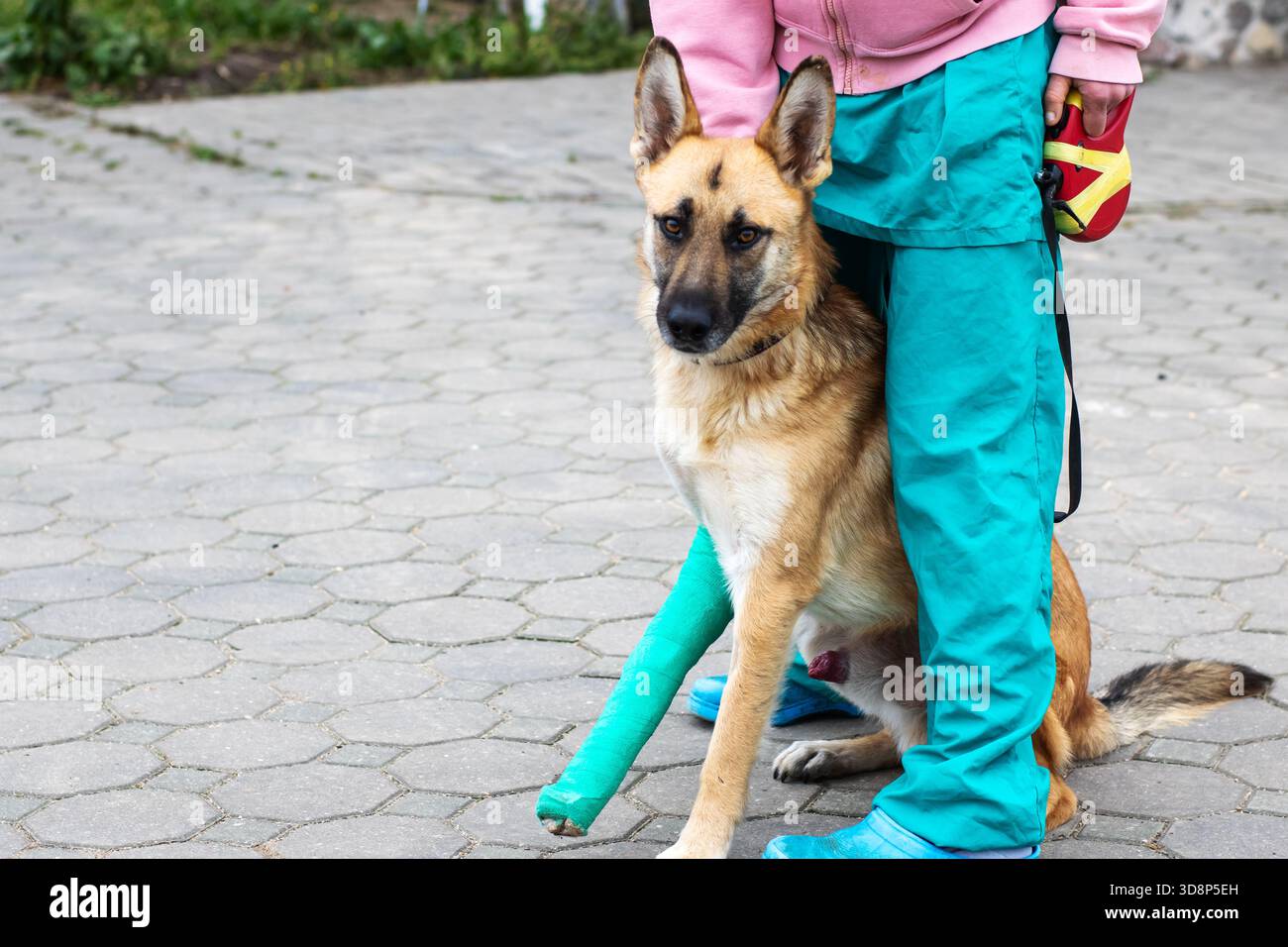 Rehabilitating shepherd dog with bandaged leg veterinary assistant in ...