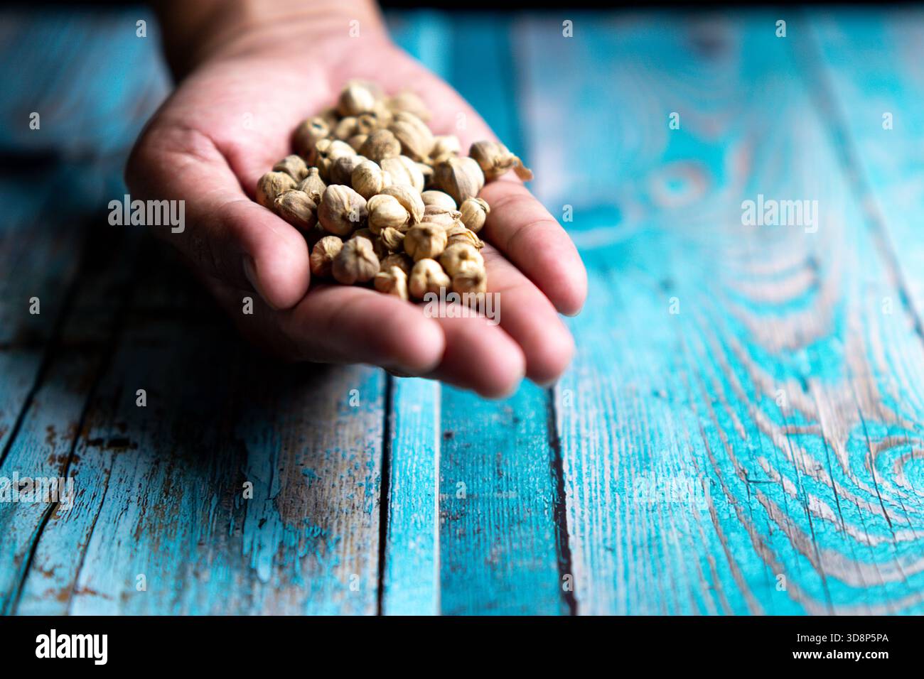 Dry Cardamom (kapulaga, Amomum compactum, cardamum). Cardamom are used ...